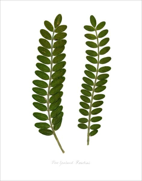 Prints Art & Collectibles Art Print New Zealand Kowhai Tree Flower ...