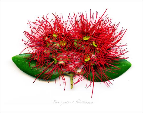 Buy “Pohutukawa” from the New Zealand Flora prints series direct from ...