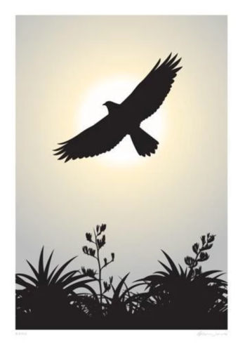Kahu - Native NZ Harrier Hawk - Art Print