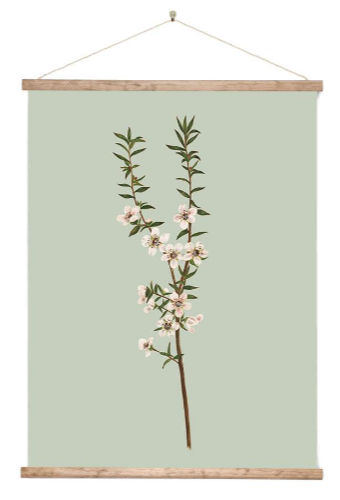 Botanical poster ready to hang on canvas - Manuka Wall Chart at NZ Fine ...