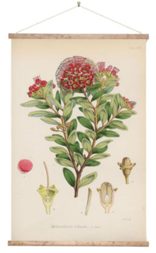 Botanical poster on canvas - Northern Rata Wall Art at NZ Fine Prints