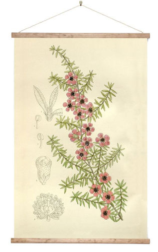 Manuka Wall Art at NZ Fine Prints - Vintage Canvas Wall Chart style for ...
