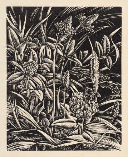 Clover - Print for sale by famous NZ printmaker E. Mervyn Taylor at ...