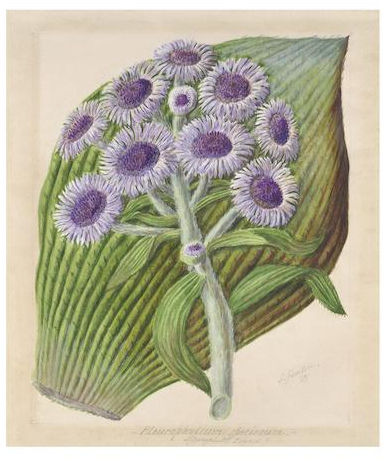 Buy Antarctic Daisy Botanical Prints by NZ artist Sarah Featon | New ...