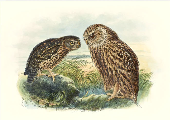 Buy prints online - Ruru & Laughing Owl from a History of the Birds of NZ