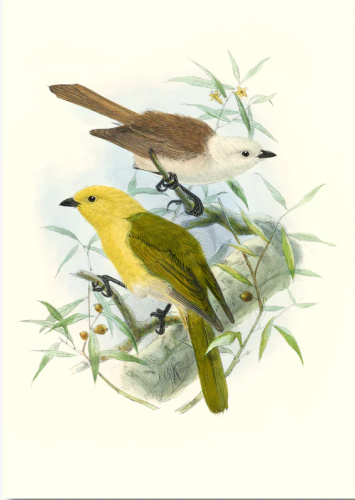 Buy NZ avian prints online - Mohua (Yellowhead) from a History of the ...