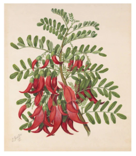 Buy Vintage Kakabeak Botanical Illustraions by NZ artist Sarah Featon ...