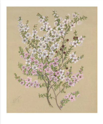 Manuka Flowers, Vintage Botanical Prints for sale online