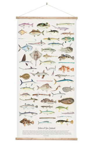 Fishes of NZ - Buy canvas Wall Charts direct from NZ’s wall art ...