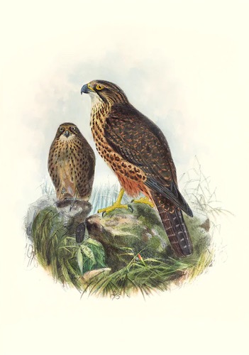 Buy prints online of NZ Falcon birds [Karearea] direct from Aotearoa’s ...