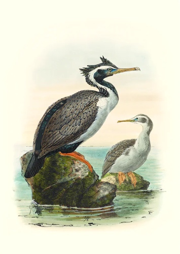 Vintage Water Birds Drawings Sea Birds Antique Bird Print, 1881