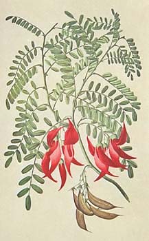 Vintage NZ Botanical Illustration from Cook's Voyage | Kakabeak by ...