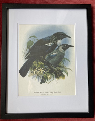 Framed NZ Native Birds Print | Tui: New Zealand Fine Prints