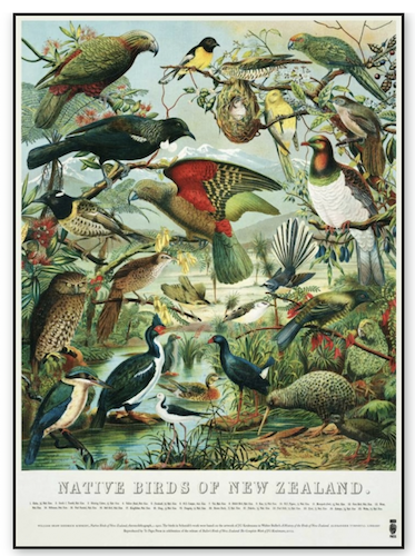Large Framed Native Birds of NZ Print: New Zealand Fine Prints