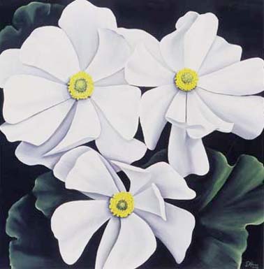 Mt Cook Lily by Diana Adams: New Zealand Fine Prints