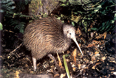 Craig Potton Kiwi Poster: New Zealand Fine Prints