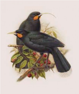 Huia birds print from Buller’s Birds of NZ