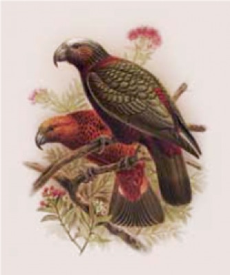 Print of a Kaka from Buller’s Birds of NZ